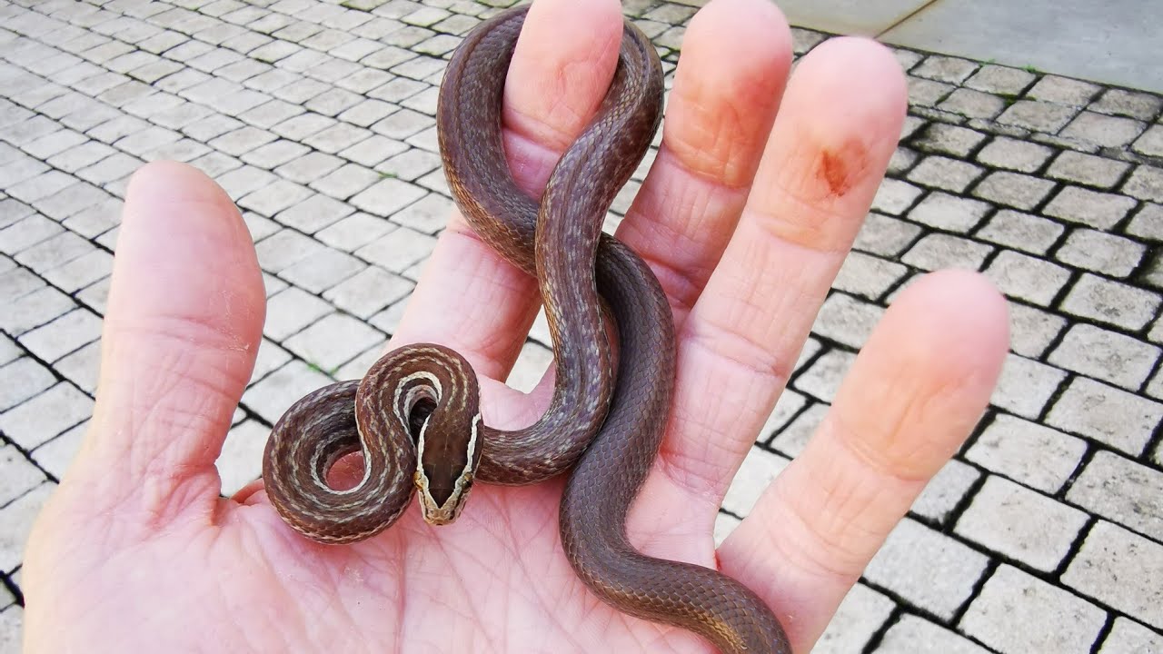 Domestic worker spots snake in the house. - YouTube