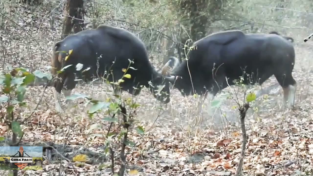 Indian Gaur Fighting - YouTube