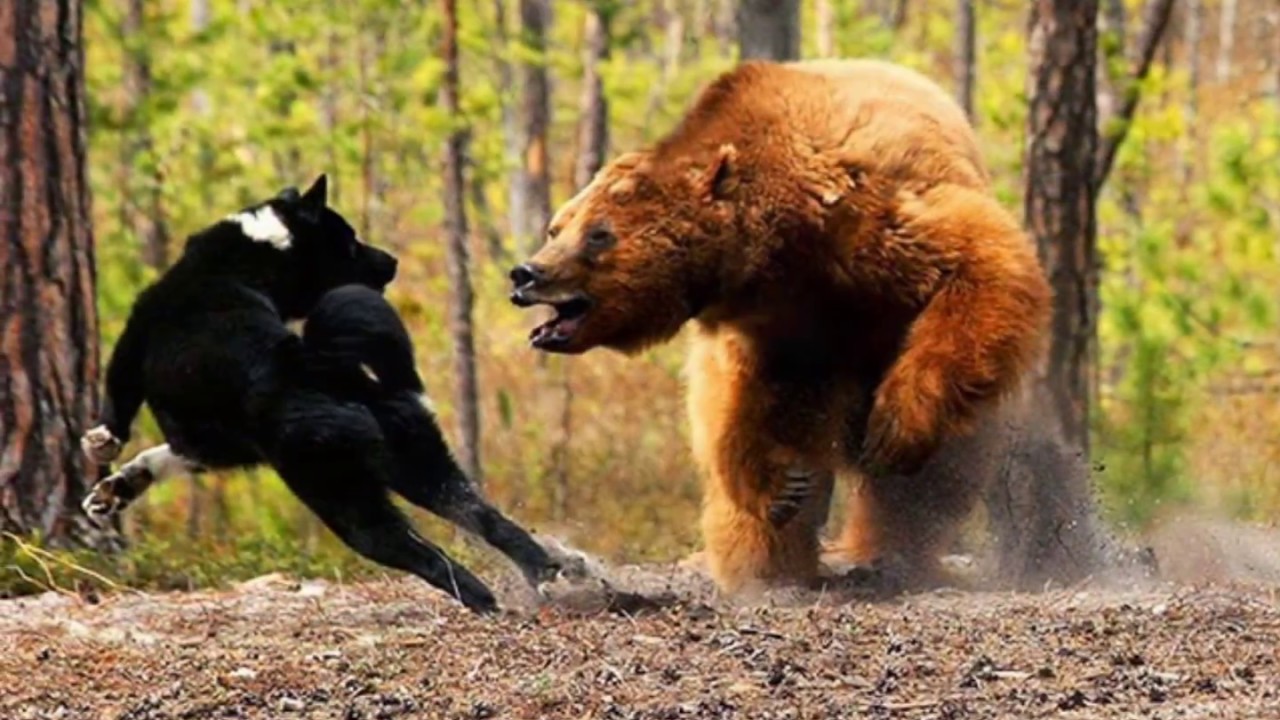 Karelian Bear Dog - YouTube