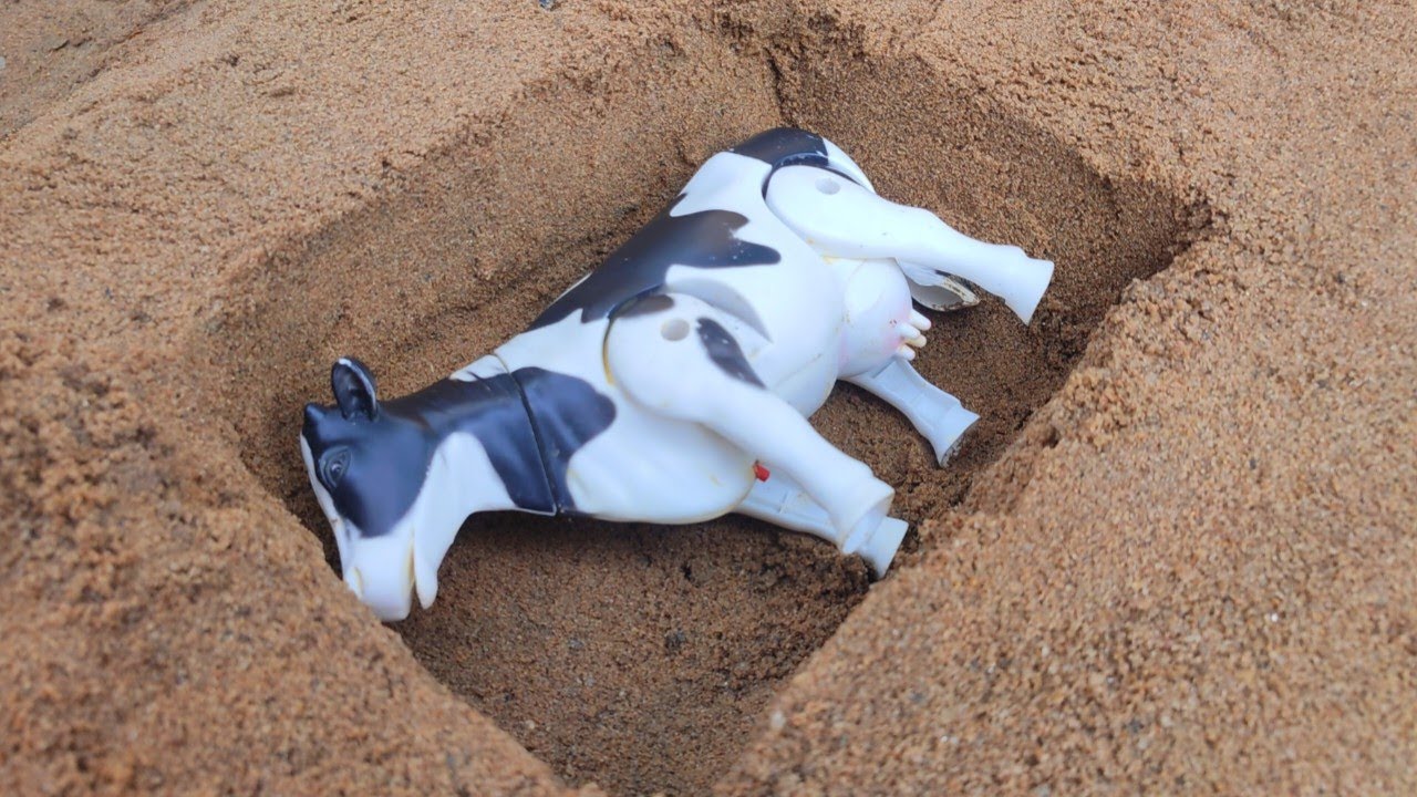 wadidau ‼️ proses potong sapi kurban | new cow video |new cow vlog ...