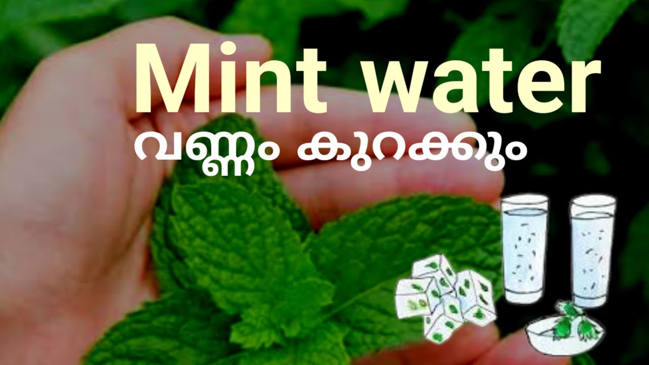 Mint water എങ്ങനെയാണ് അമിതവണ്ണം കുറക്കുന്നത് ?#health benifits #news# ...
