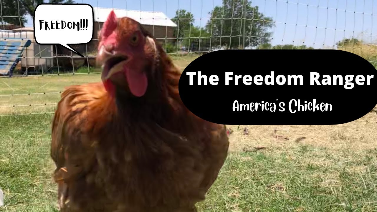 Freedom Ranger Vs Cornish Cross. How We Chose Our Forever Meat Bird ...