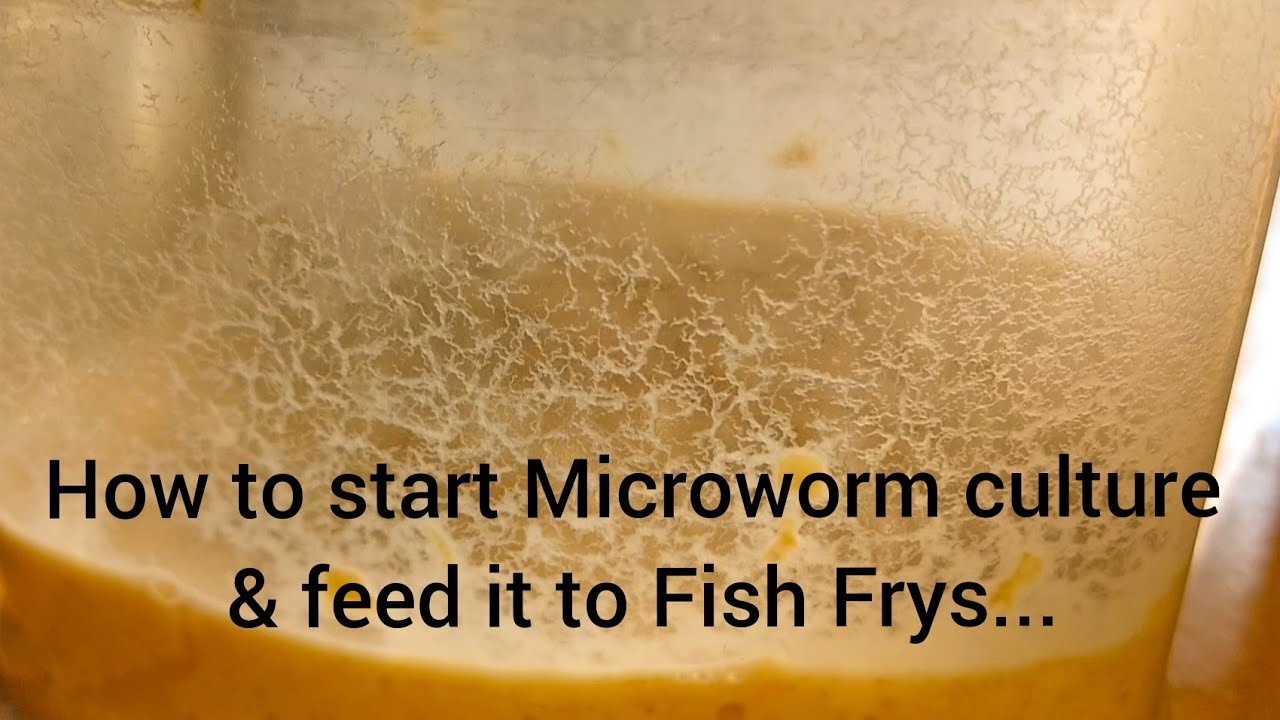 How to culture Microworm & feed to fish frys in Hindi with English ...