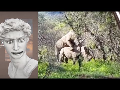 Wildlife Shenanigans 002: Romantic Rhinos | CTW x Doef Cake - YouTube