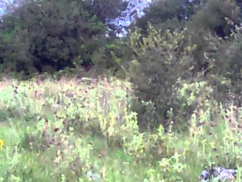 Κυνηγι λαγου στα γιαννενα-εκπαιδευτικο! - YouTube