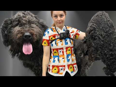 I Removed Pounds of Matted Fur From This Dog