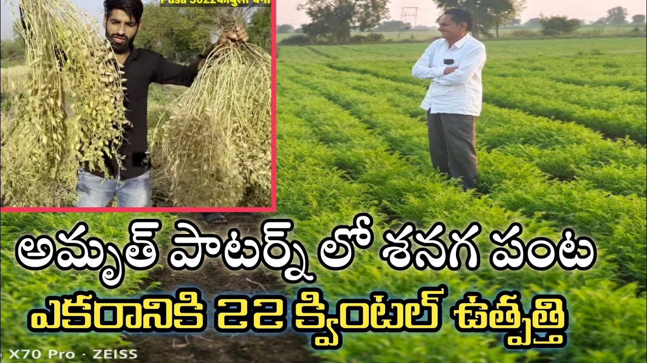 chana farming in amruth pattern || అమృత్ పాటర్న్ లో శనగ పంట పూర్తి ...