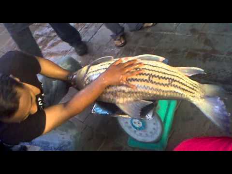 Marlo2784 and 15kg Temoleh - YouTube