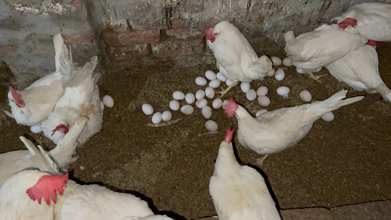 How To Raise 3000 Chickens For Eggs | Egg Collection | BAHOO FARM - YouTube