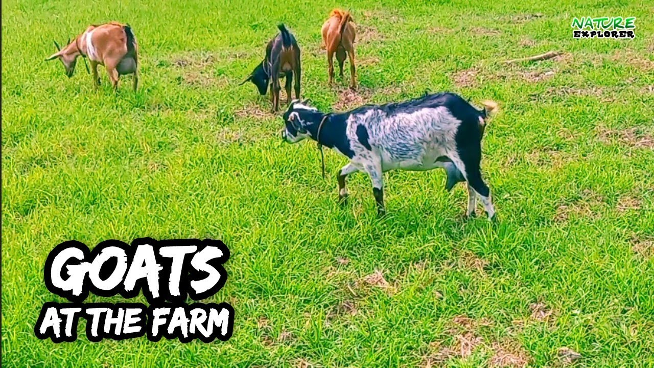 Goats eating grasses at the farm - YouTube