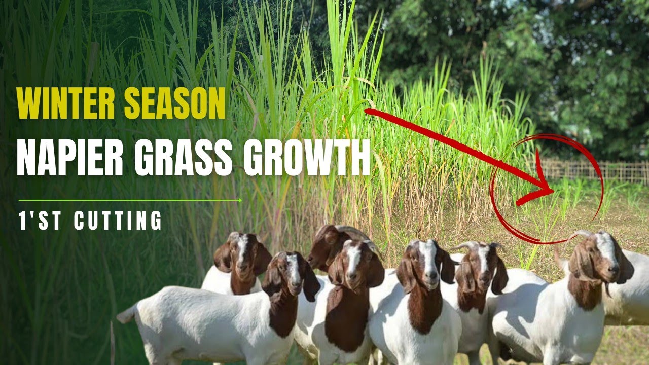 Taiwan Napier Grass Growth in Winter Without Water or Compost | Best ...
