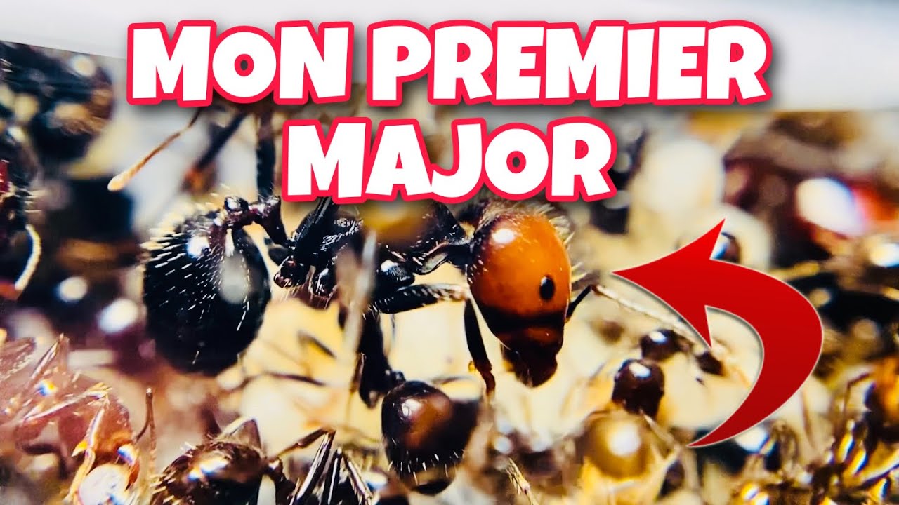 Messor Barbarus Extra Red #3 PREMIER MAJOR !!! (Et bilan avant diapause ...