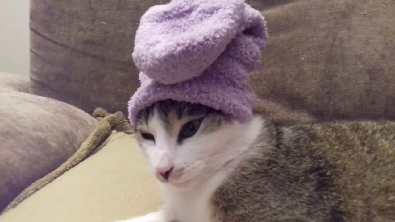 Kot w turbanie - co za spojrzenie :)/ cat in a turban - YouTube