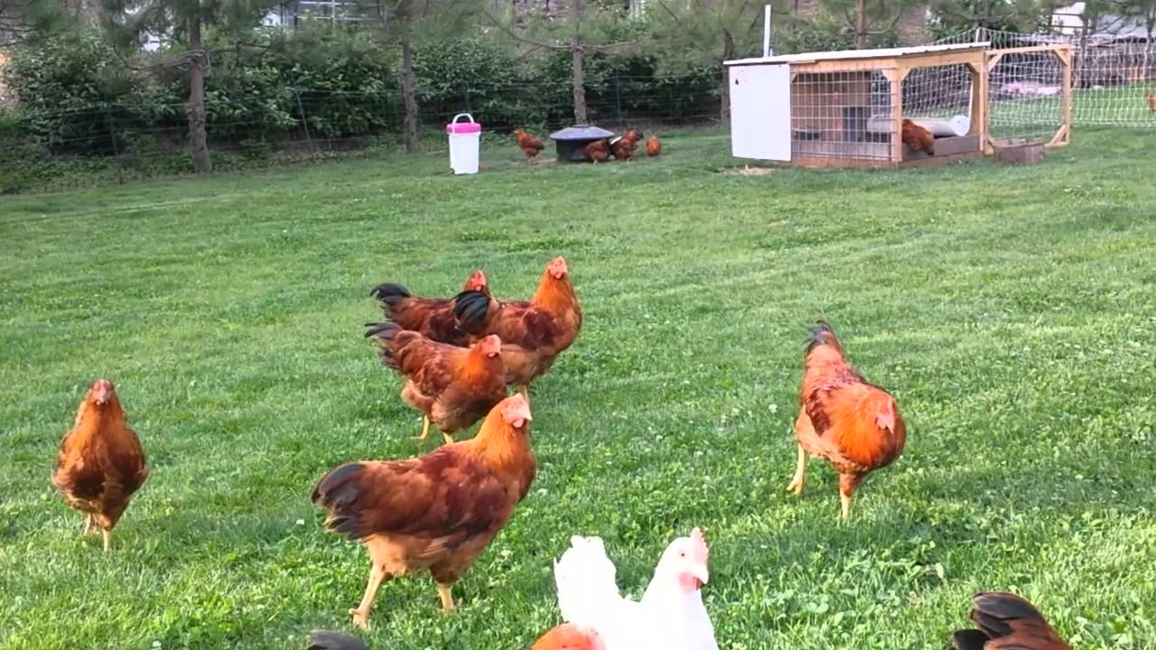 New Hampshire chicken breeding at Mike Omeg's in 2014: May 2014 Part 2 ...