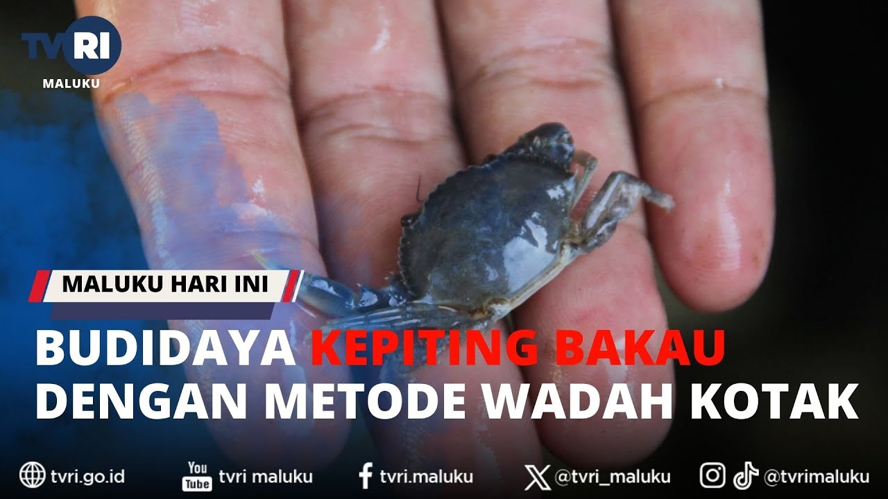 BUDIDAYA KEPITING BAKAU DENGAN METODE WADAH KOTAK - MHI 06/09/2023 ...