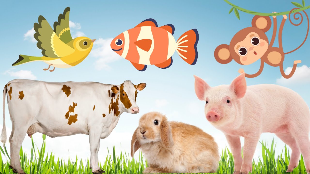 Diverse and interesting animal world: Cows, pigs, fish and rabbits ...