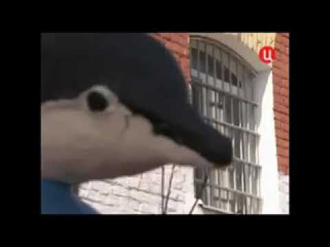 Гио Пика(10)