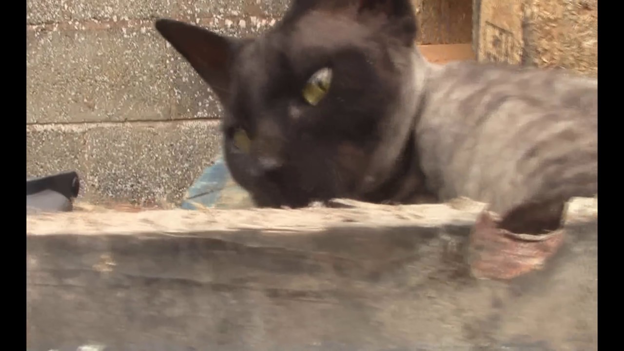 Mr. Butters, probably the best cat in the world! - YouTube