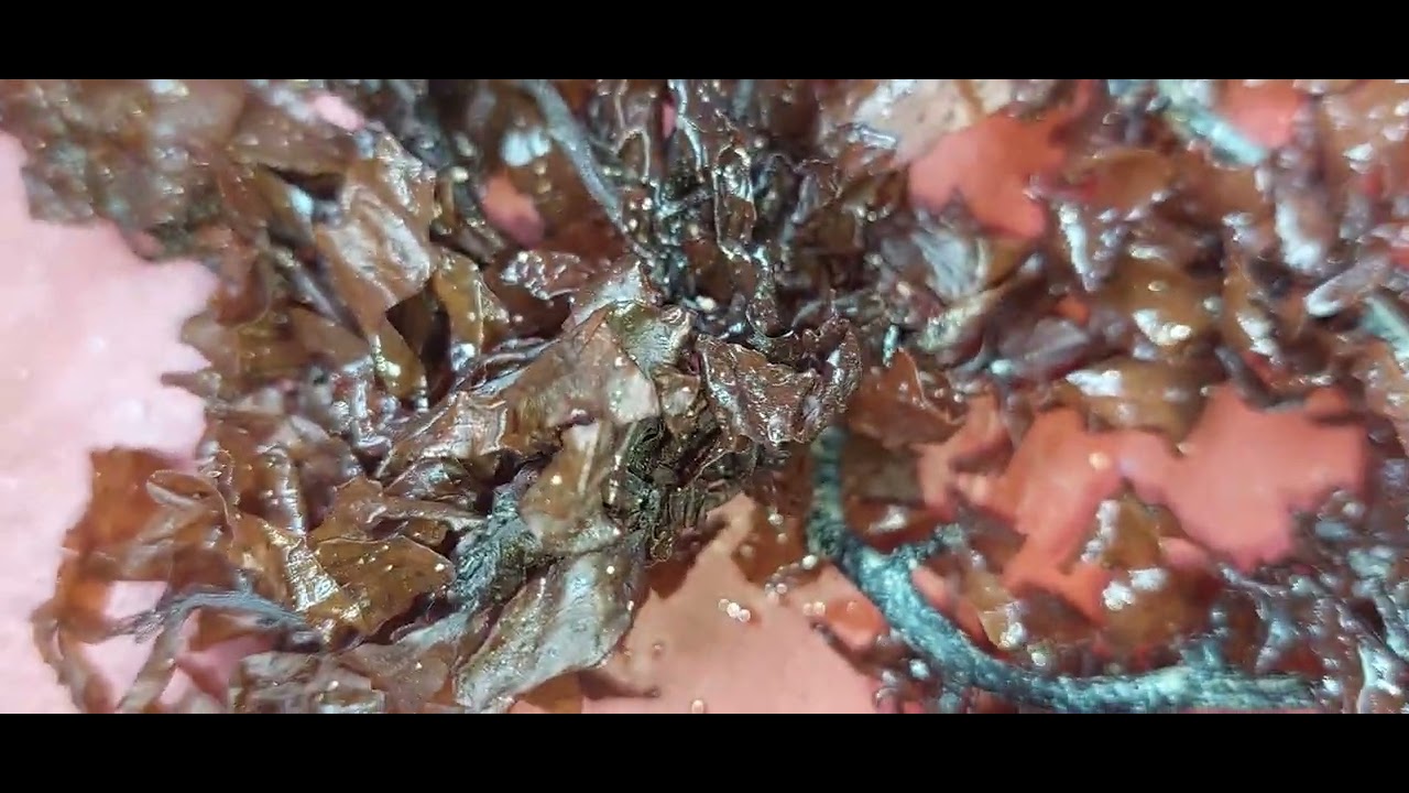 KULAFO AVAILABLE LOOKING FOR BUYER WHOLE AND. RETAIL(5) - YouTube