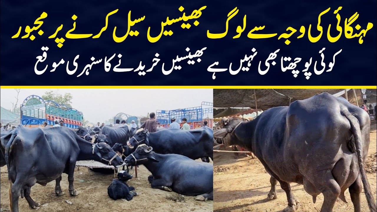 Buffalo Fresh Rates Update | Bhains Market Punjab | Buffalo Videos ...