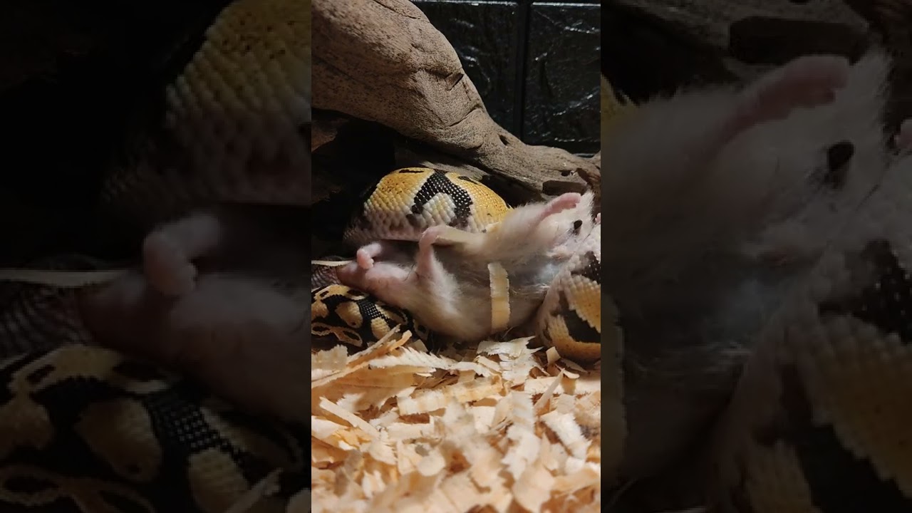 Ball python eating hamster #ballpython #ballpythonbreeder #snake #snakevideo #snakeeyes - YouTube