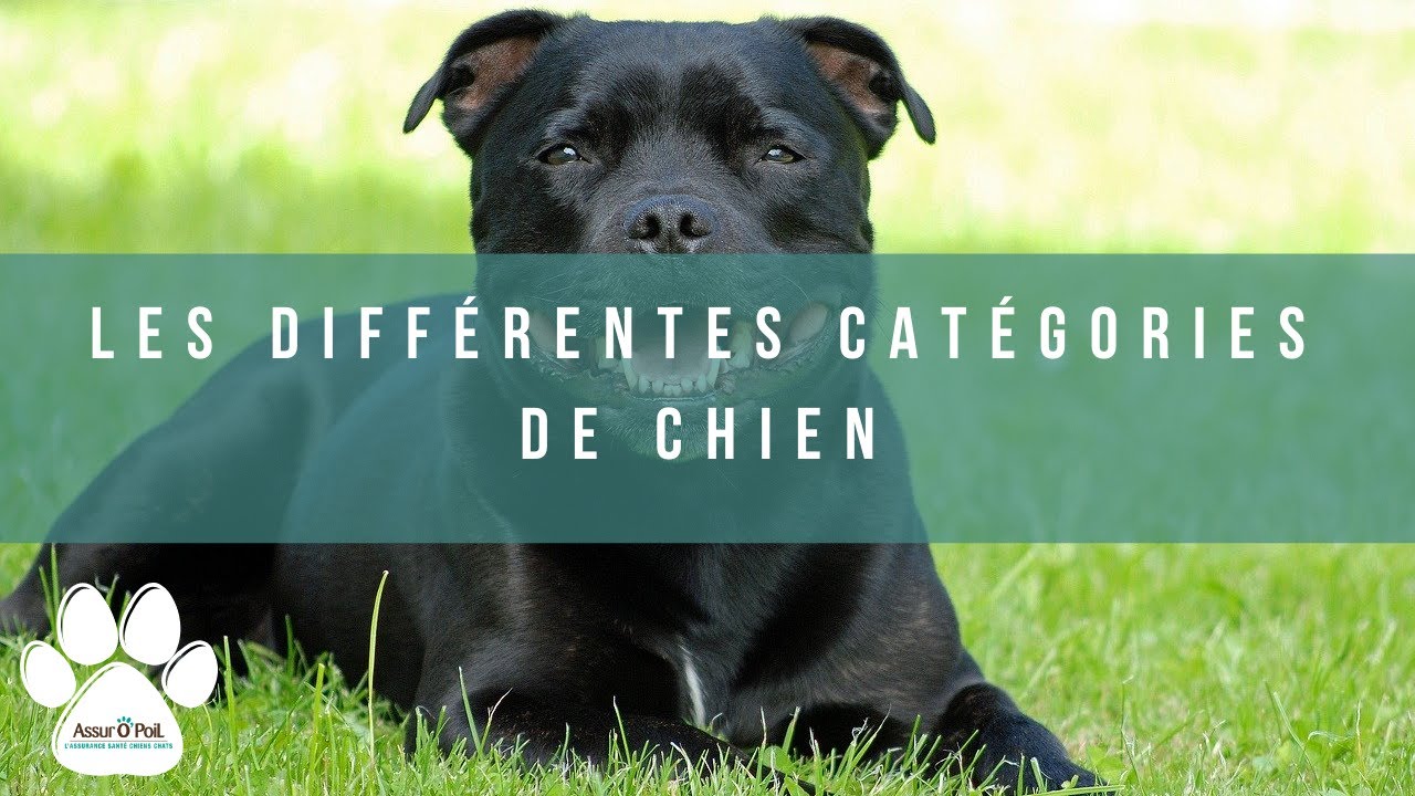 LES DIFFÉRENTES CATÉGORIES DE CHIEN - YouTube