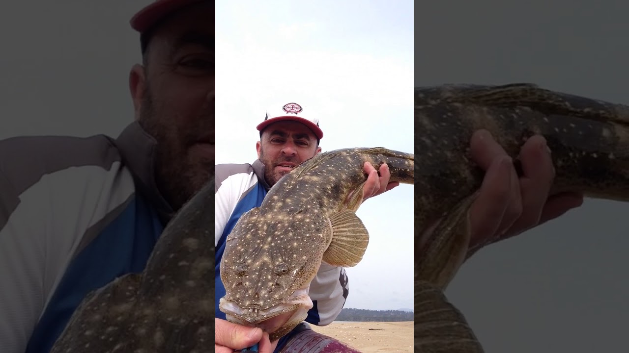 Dusky Flathead 80cm Released. - YouTube