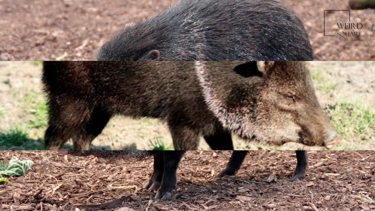 Interesting facts about collared peccary by weird square - YouTube