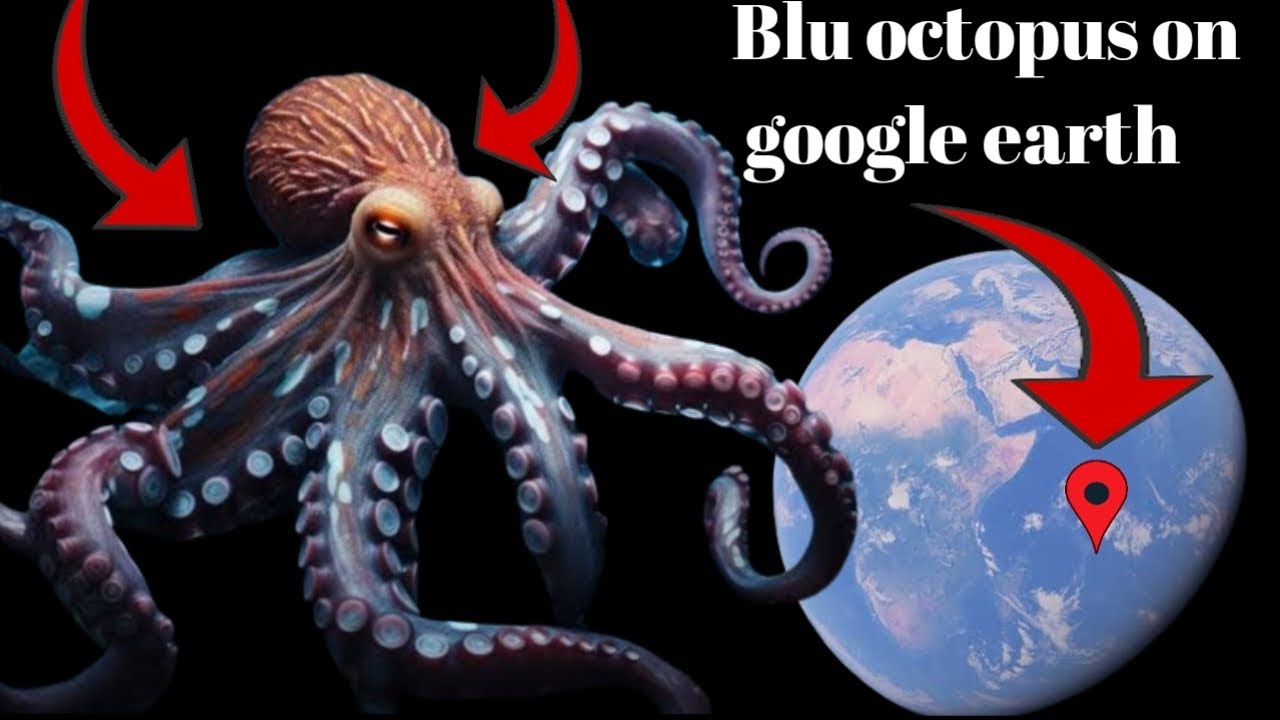 I found giant blu Octopus on google earth and google maps #googleearth ...