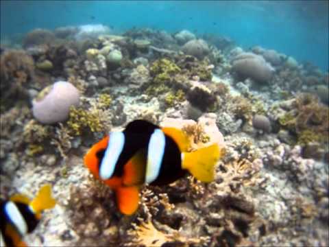 Clownfish attack camera - YouTube