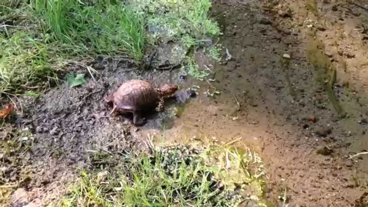 Sparky Wading in the Stream-Box Turtle Care - YouTube