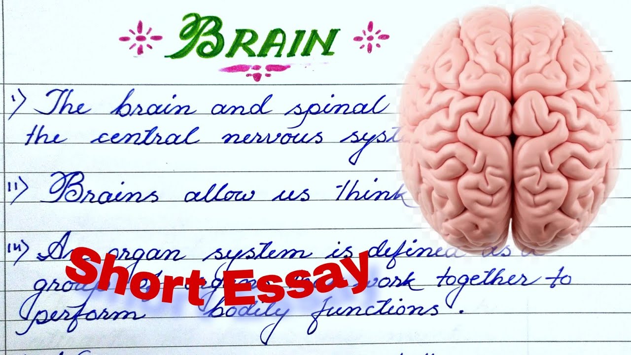 Brain essay in English | Brain ke bare mein 10 line | Essay on human ...