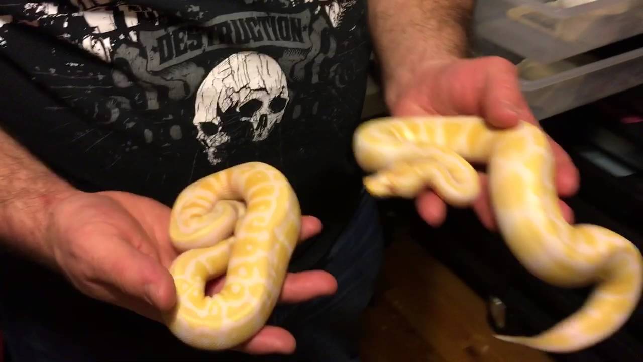 My 2015 holdback ball pythons that I produced! - YouTube