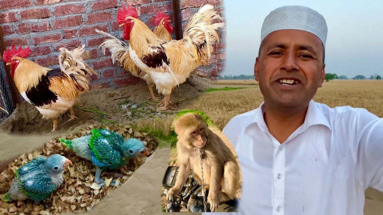 Ringneck parrots Babies 😍 - YouTube