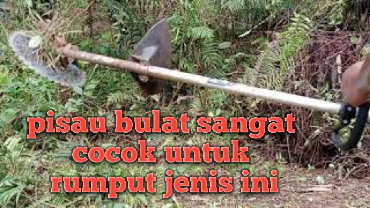 potong rumput dengan mesin potong rumput di#kebunku - YouTube
