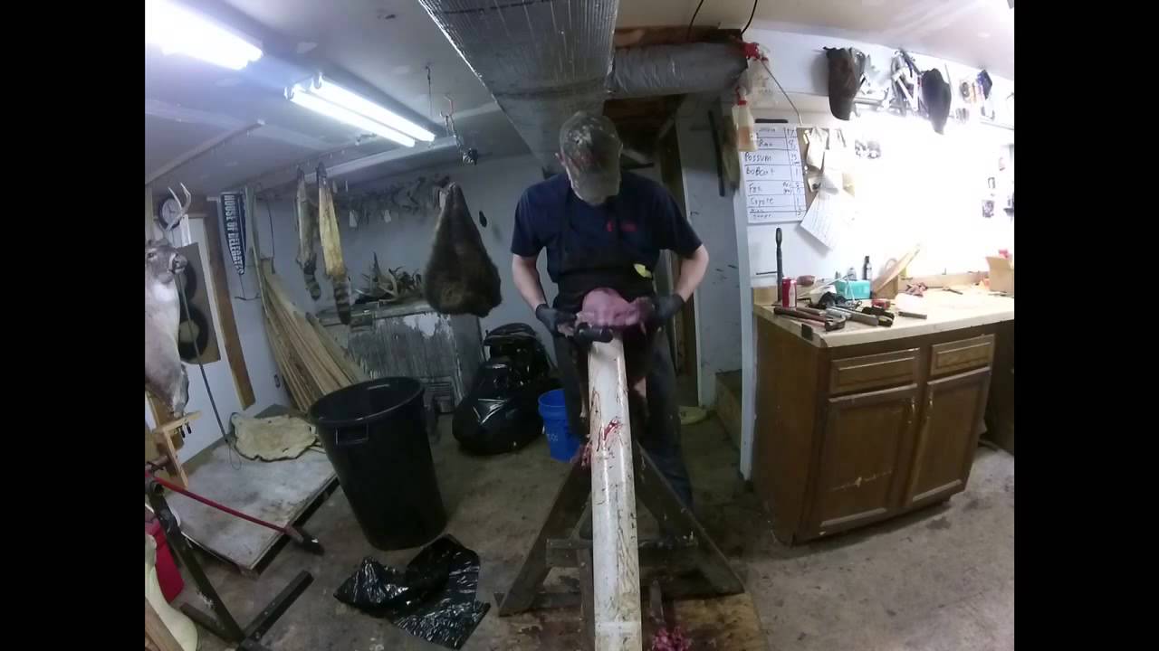 Beaver put up Part 1 Fleshing - YouTube