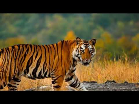 How NASA and Google Earth are helping save tigers - YouTube
