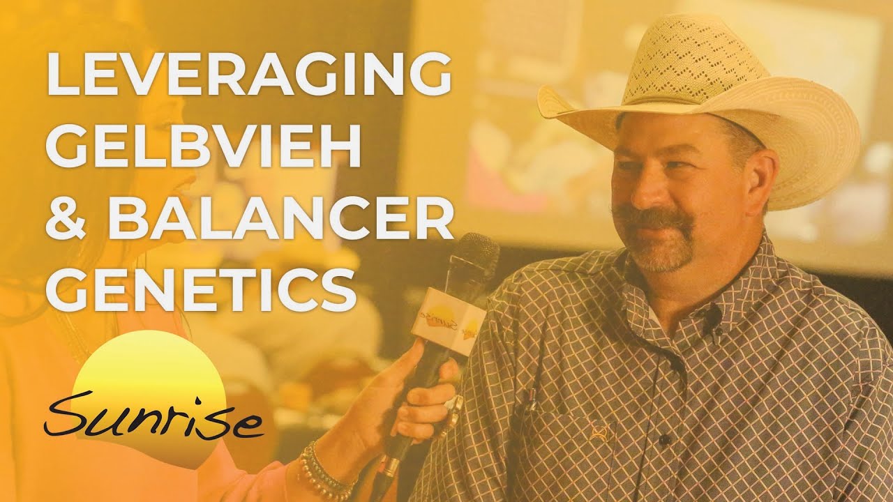 Leveraging Gelbvieh & Balancer Genetics | Superior Sunrise - YouTube