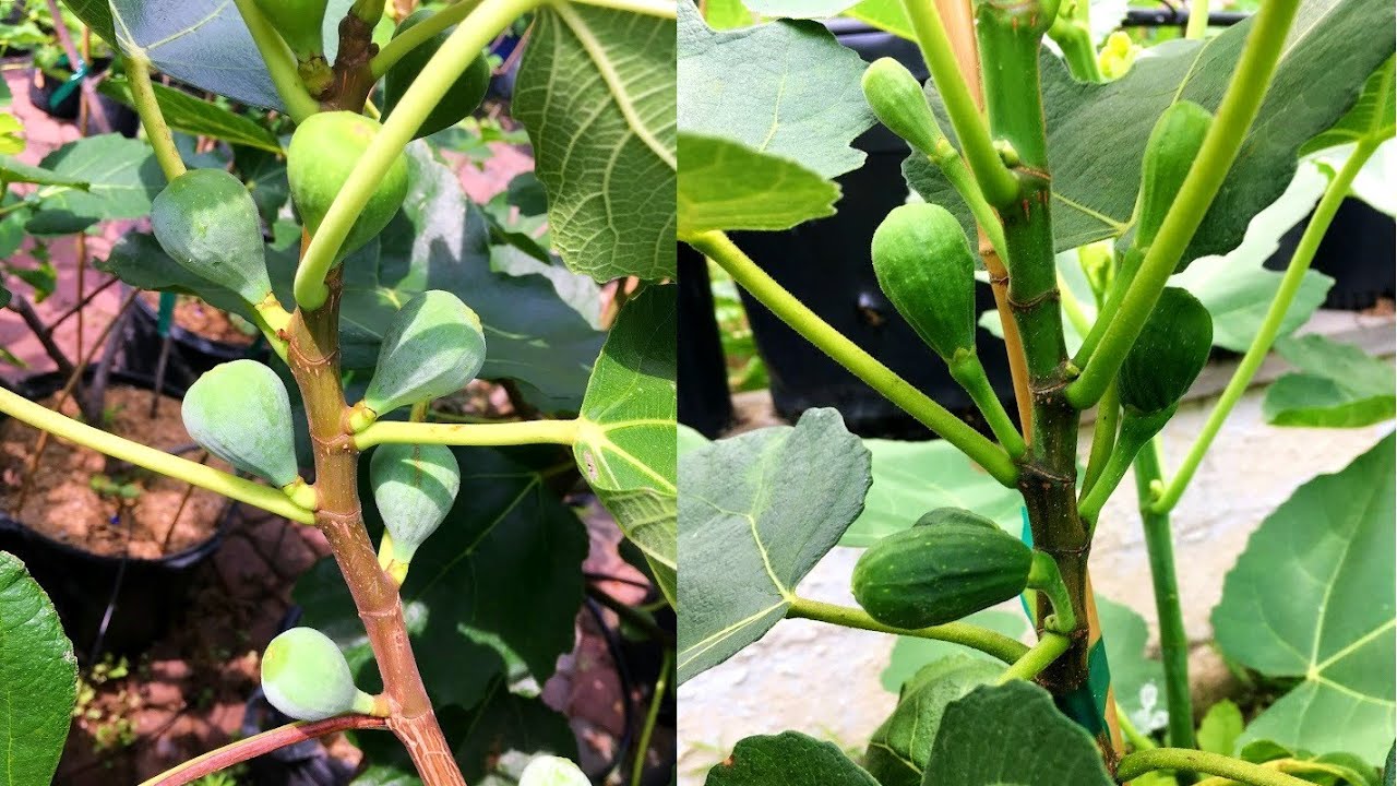 Want Better Tasting Figs? | Why the Shape of the Fig is Critical for ...