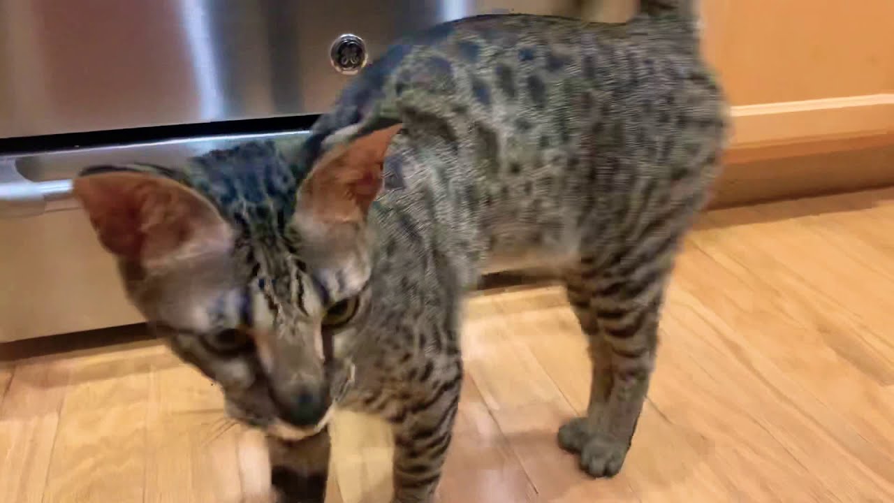 She’s A Purring Machine 😸/ Cute Cat Video - YouTube