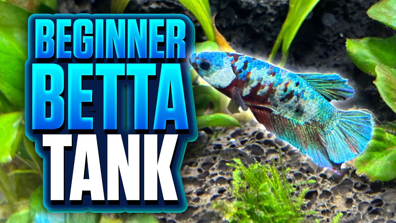 A Beginner-Friendly Betta Fish Tank Setup Anyone Can Build! - YouTube