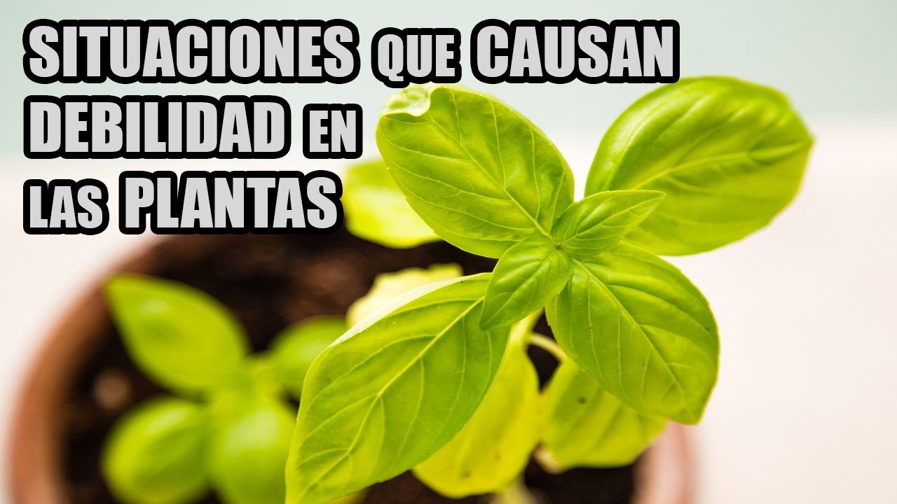 5 SITUACIONES QUE PUEDEN CAUSAR DEBILIDAD EN LAS PLANTAS - YouTube