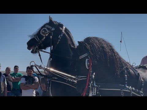 CAI DE RASĂ FRIZIENI! 2025 NOU - YouTube