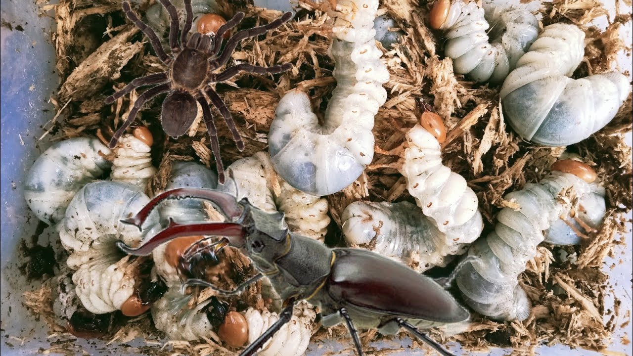 hunts larvae giant stag beetle in rotting wood and tarantulas|insect ...