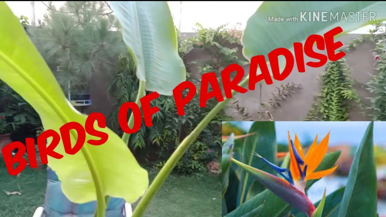 How To Grow Birds Of Plant Banana Palm Care And Tips Urdu Hindi YouTube How To Grow Birds Of Plant Banana Palm Care And Tips Urdu Hindi YouTube