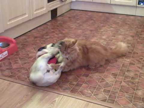 Pug vs cat fight .AVI - YouTube