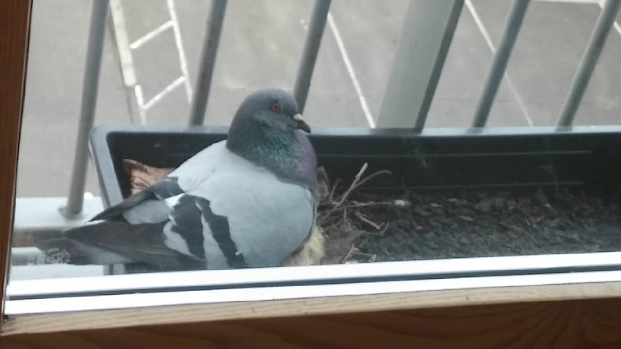 Leith pigeons - YouTube