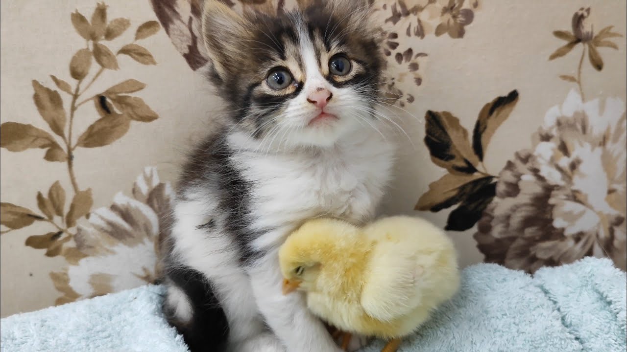 Chick sleeps sweetly with the kitten 🐈 - YouTube