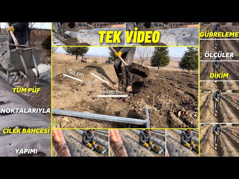 Püf noktaları ile birlikte Tek videoda çilek nasıl yetiştirilir en basit şekli ile çilek yetiştirmek