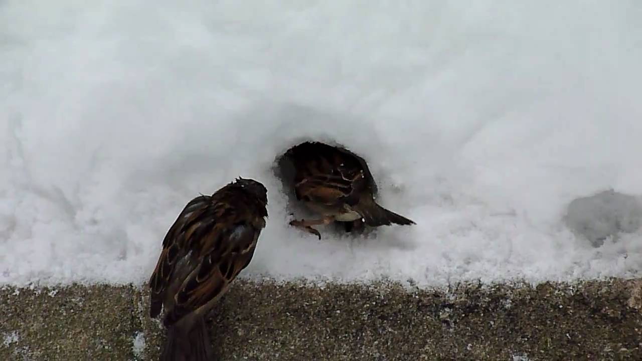 Birds digging snow caves in Bryant Park NYC - YouTube